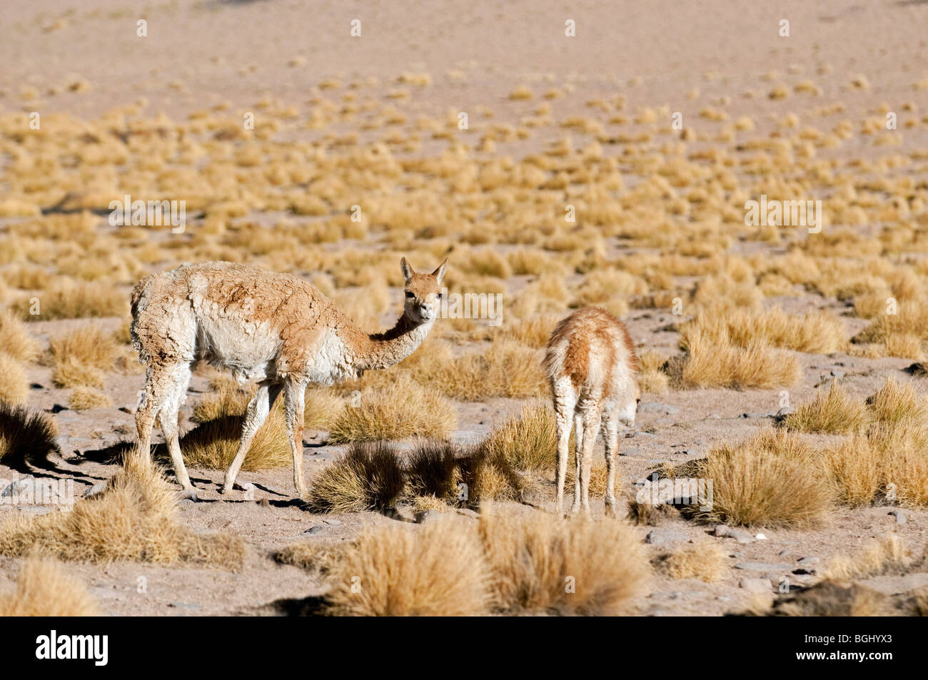 Flora and fauna of the atacama desert hi-res stock photography and ...