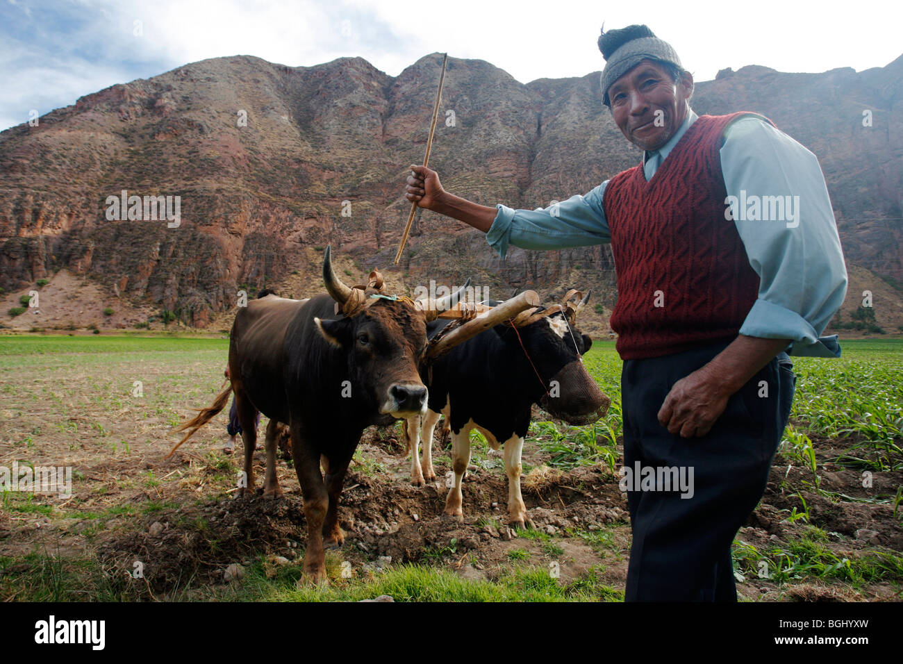 Quechua man in the Sacred Valley with ploughing Oxen Stock Photo - Alamy