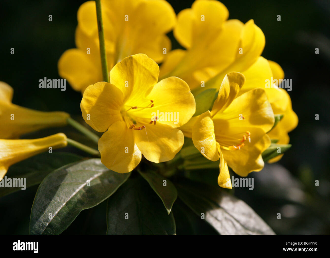 Golden papua new guinea hi-res stock photography and images - Alamy