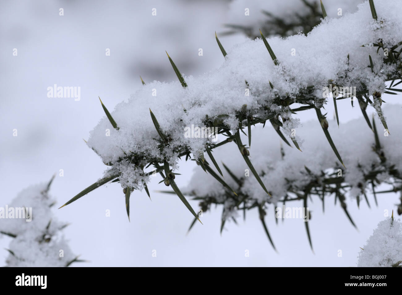 Spikey Gorse covered with snow Stock Photo - Alamy