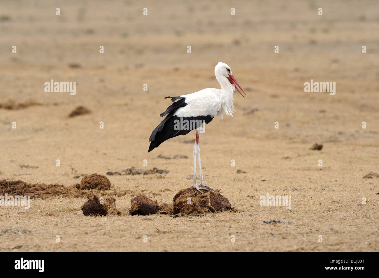 Stork standing on hi-res stock photography and images - Alamy