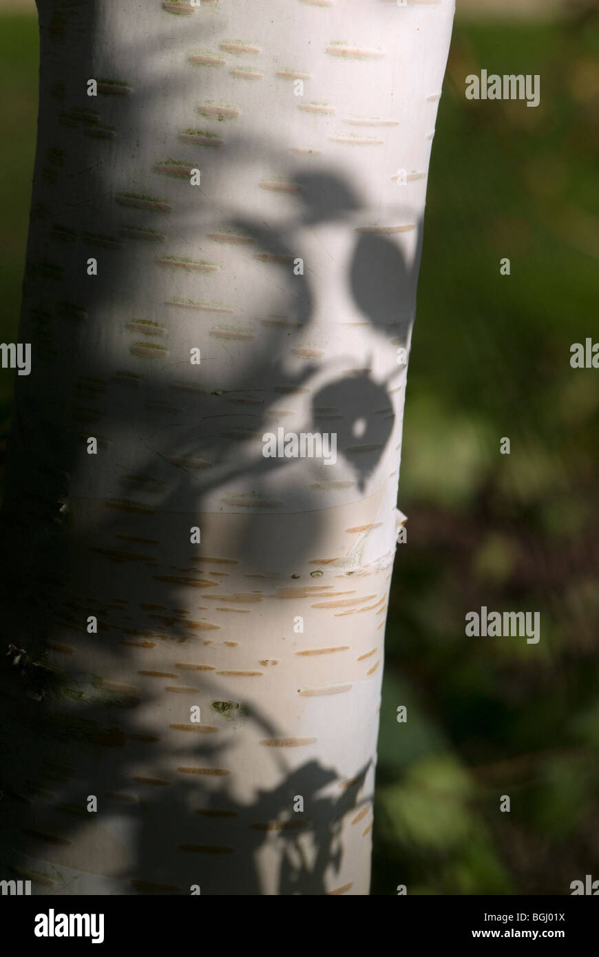 Birch tree with leaf shadow hi-res stock photography and images - Alamy