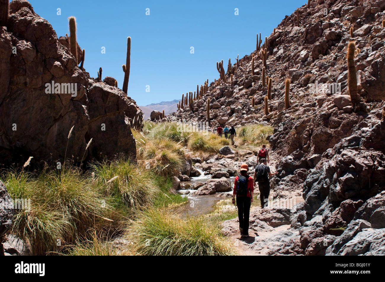 Cactus Valley tour near San Pedro, Chile Stock Photo - Alamy