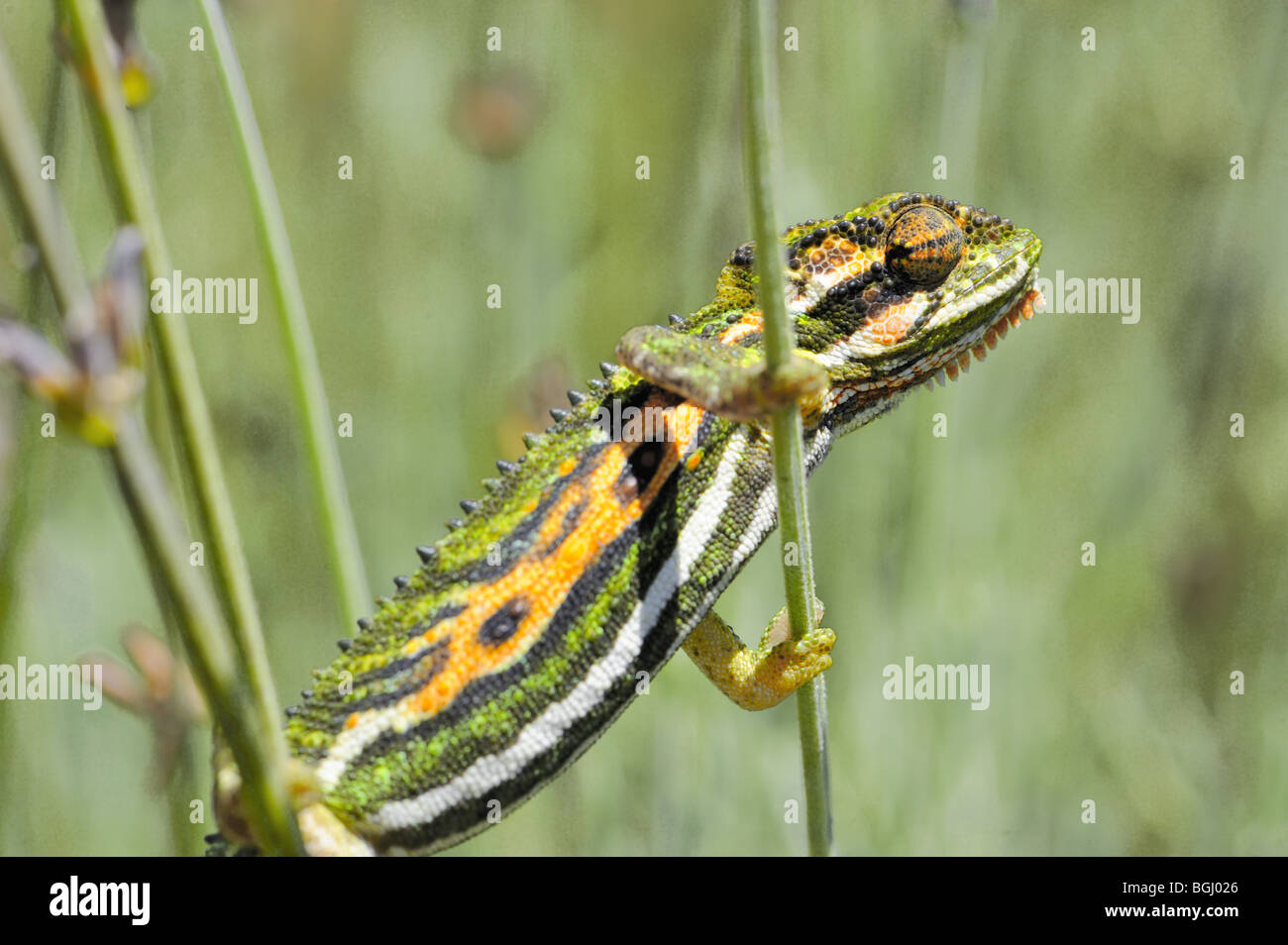 Cape Dwarf Chameleon Stock Photo - Alamy