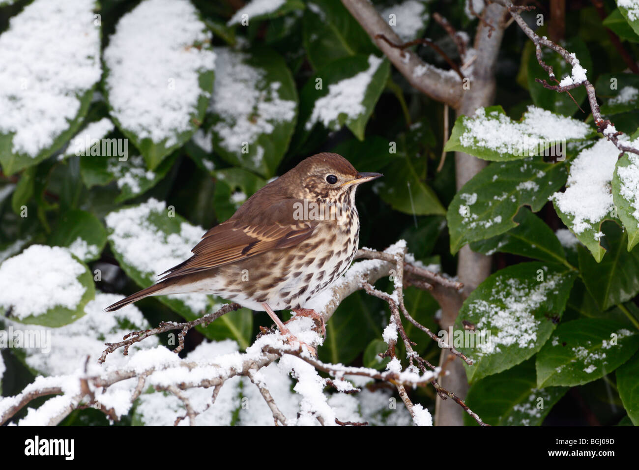 Song Thrush Turdus philomelos in snow'y bush Stock Photo - Alamy
