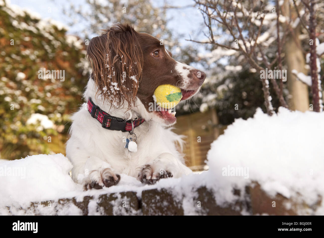 Family springer spaniel hi-res stock photography and images - Alamy