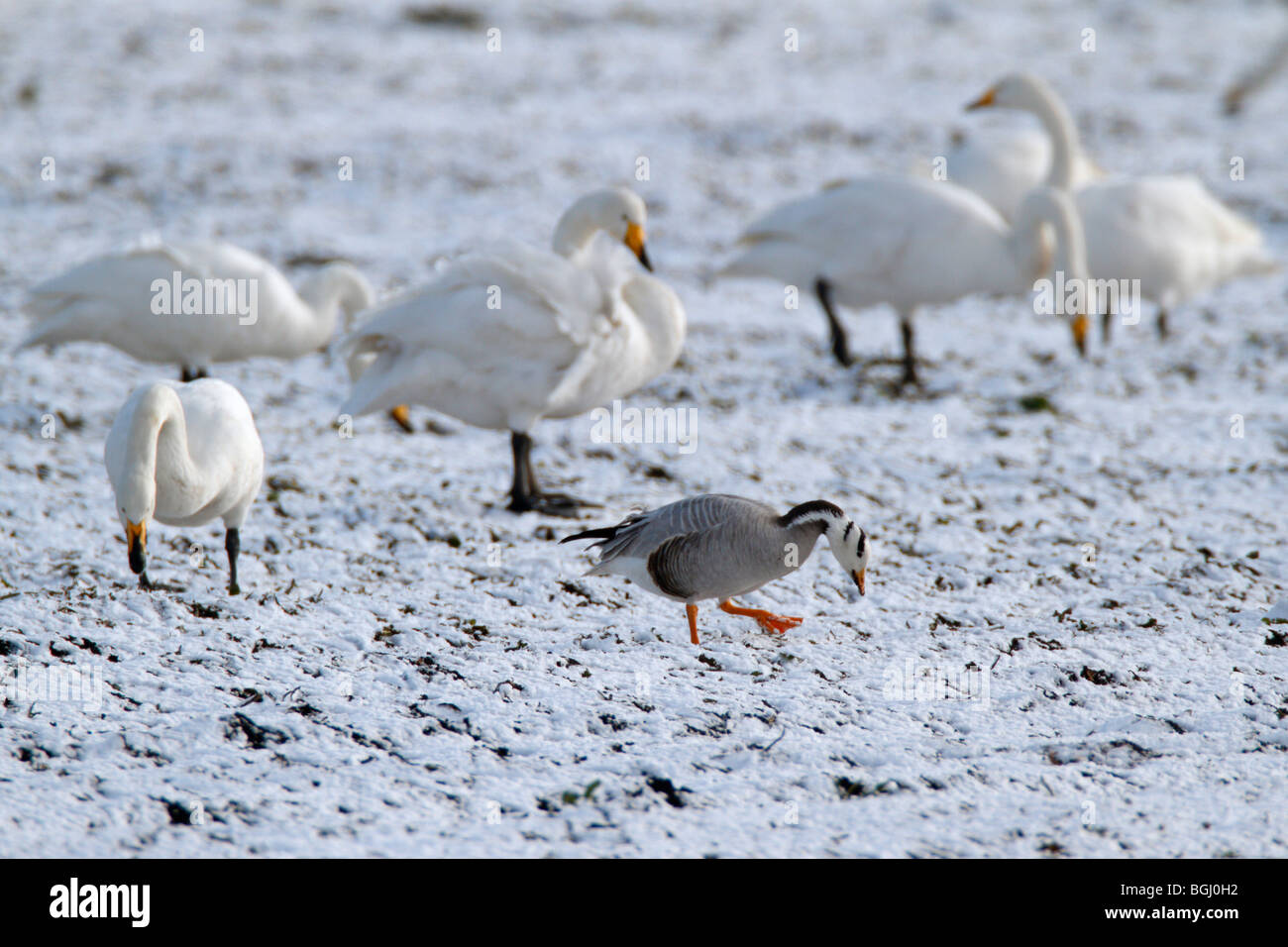 Goose hi-res stock photography and images - Alamy