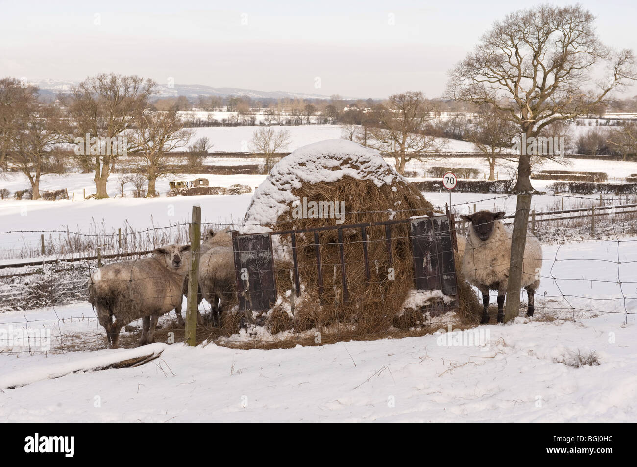Sheep feeding silage hi-res stock photography and images - Alamy