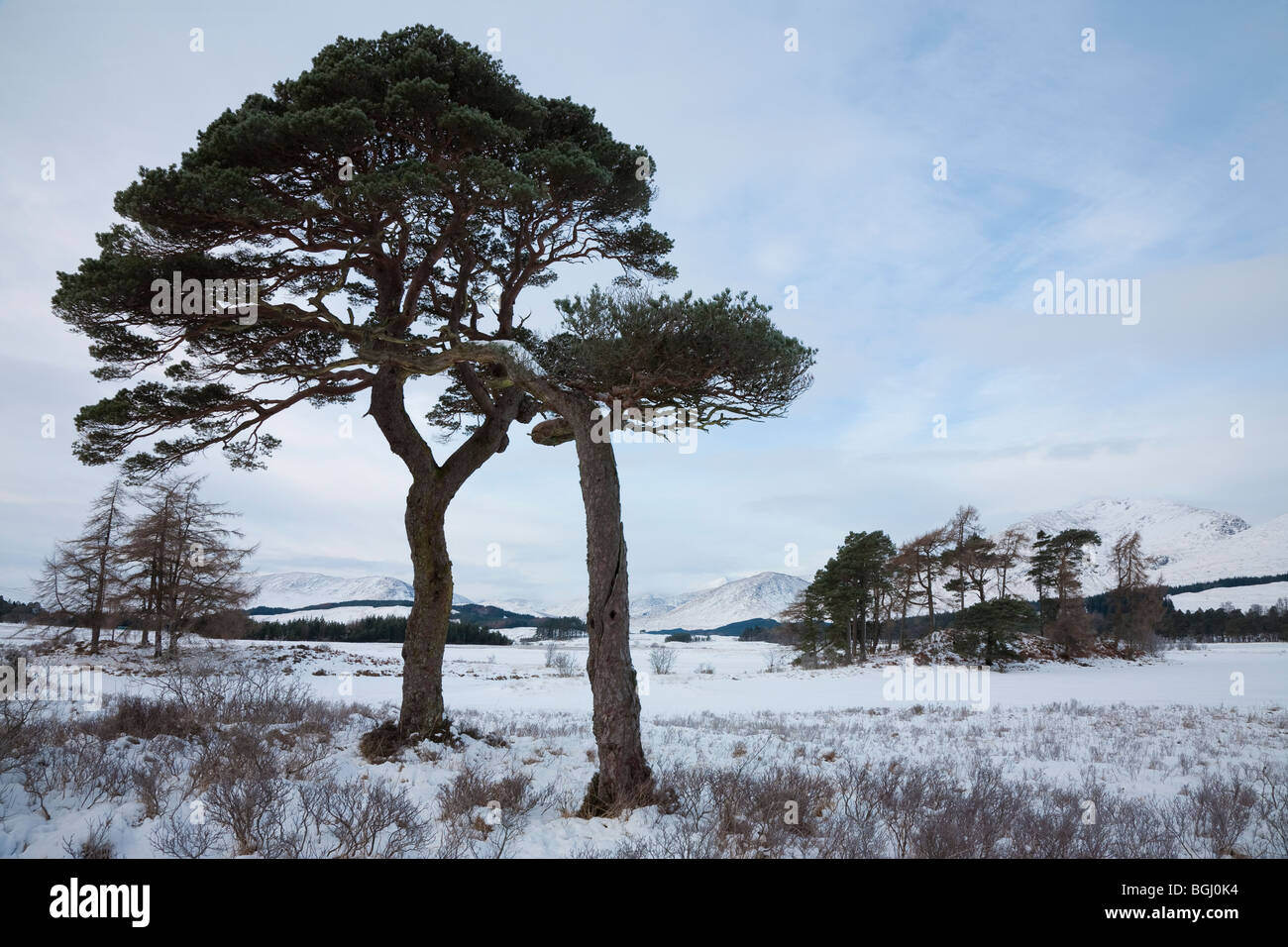 Scots pine snow scotland hi-res stock photography and images - Alamy