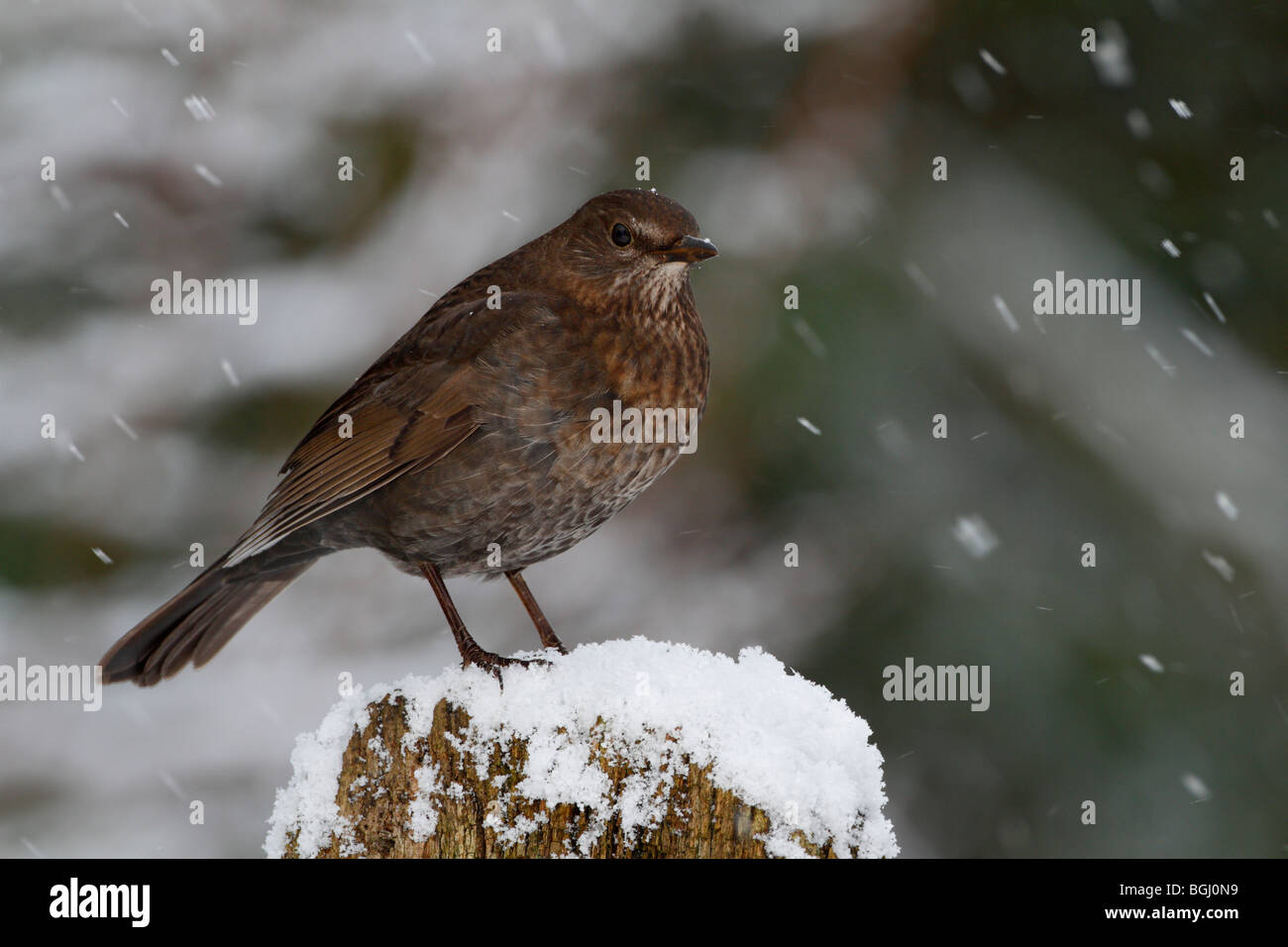 Blackbird Turdus merula in snow fall Stock Photo - Alamy
