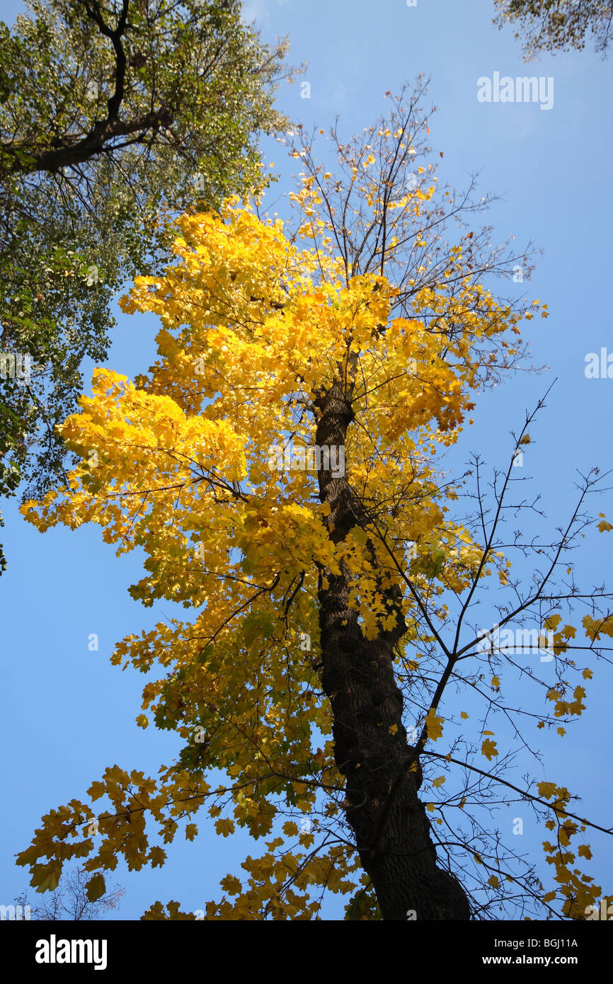 Autumn tree colours Stock Photo - Alamy