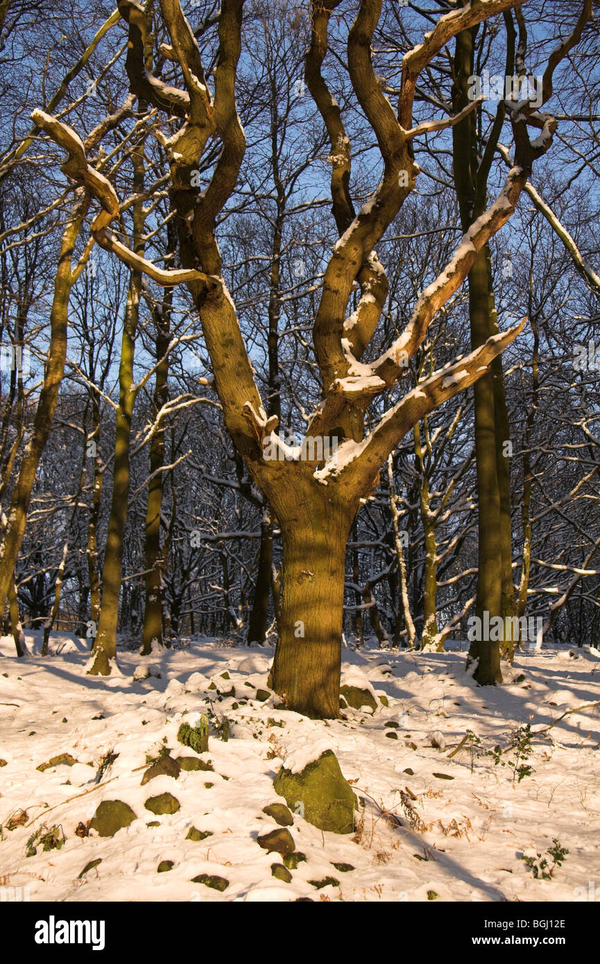 Snow covered tree in the sunlight, Lever Park, Rivington, Horwich ...