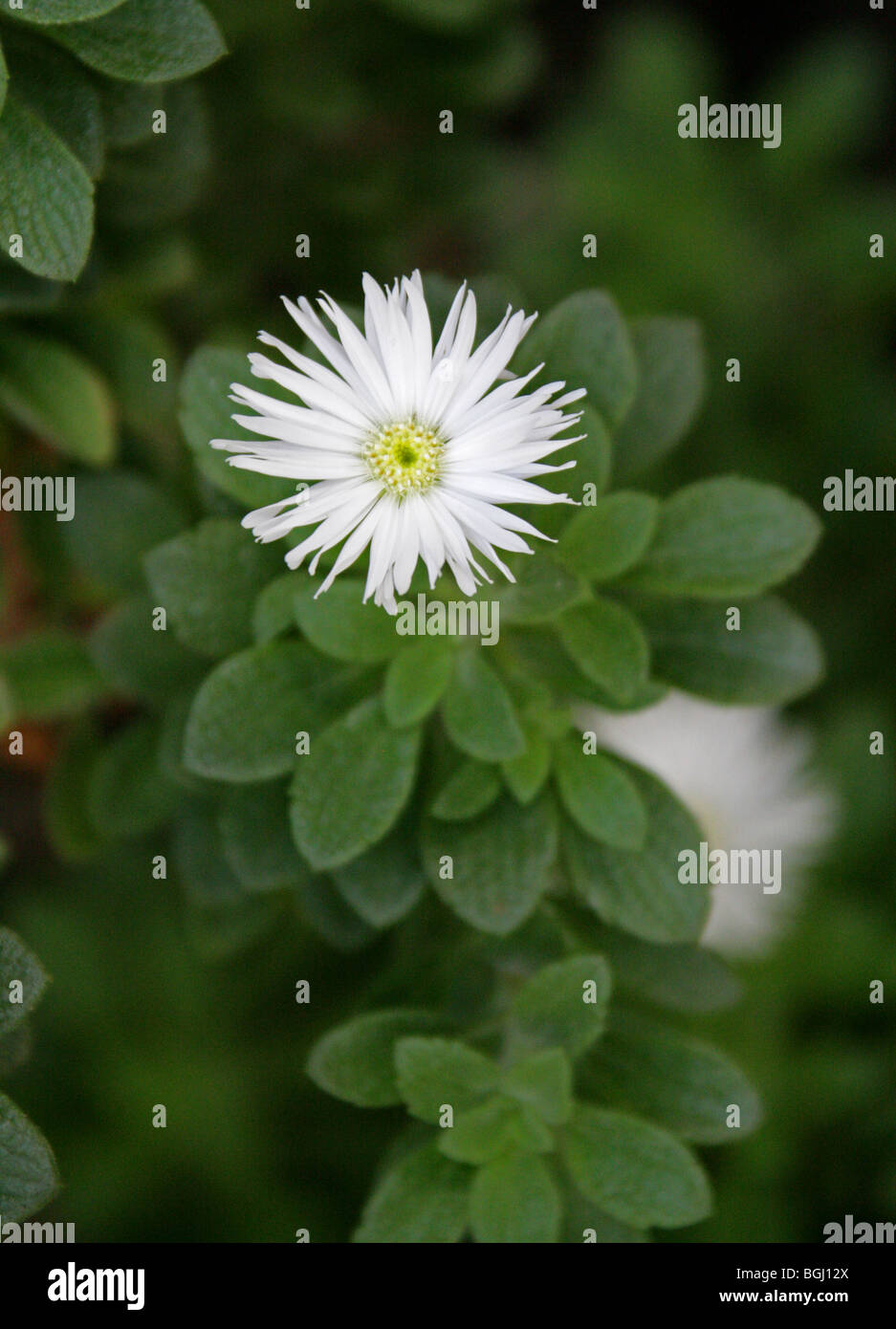 Commidendrum rugosum hi-res stock photography and images - Alamy