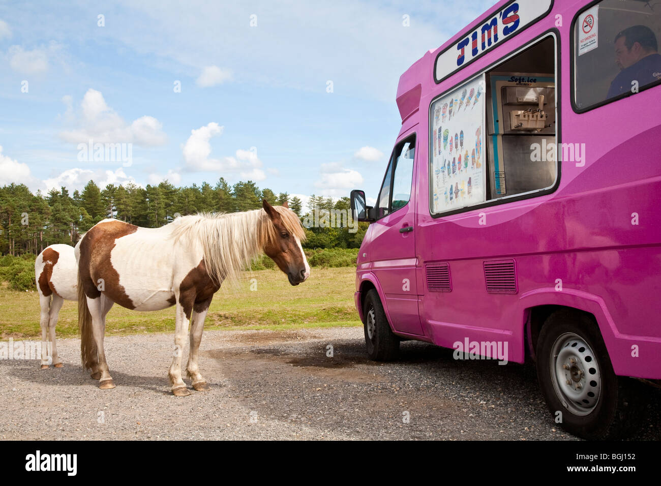 New Forest ponies looking at ice cream van at parking area between ...