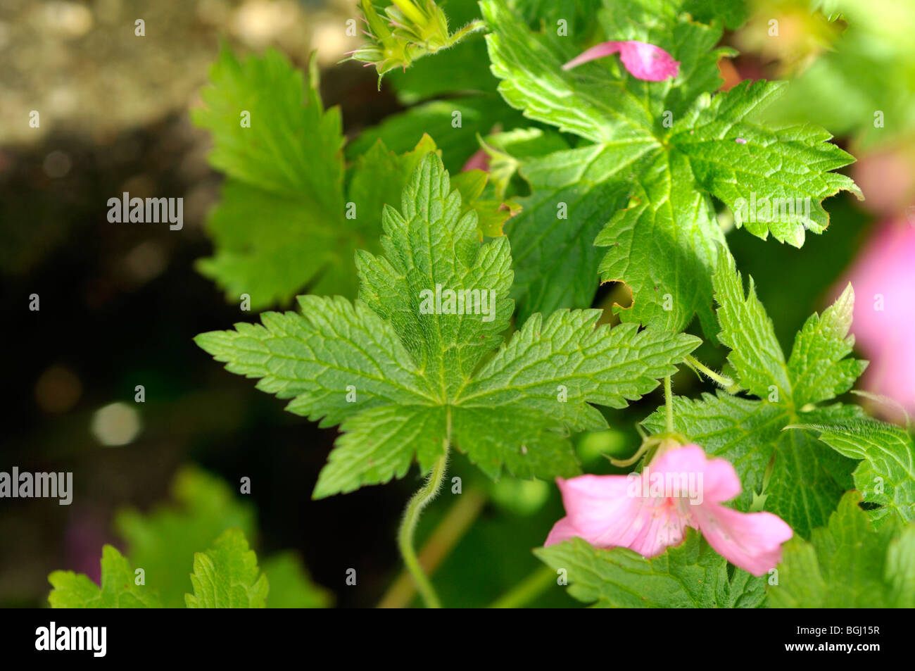 Geranium endressii hi-res stock photography and images - Alamy
