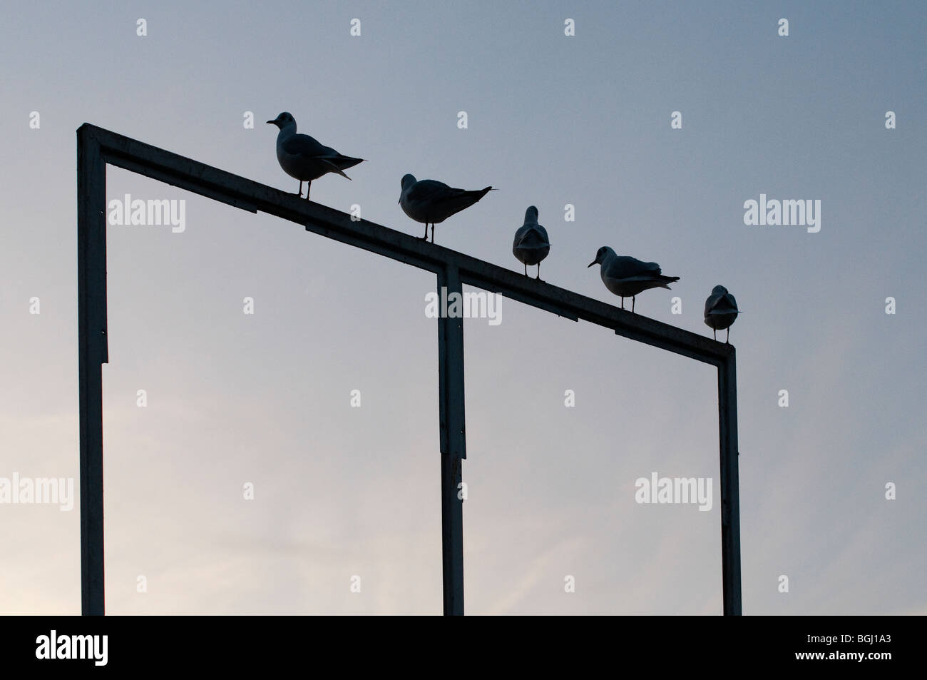 Riverside birds hi-res stock photography and images - Alamy