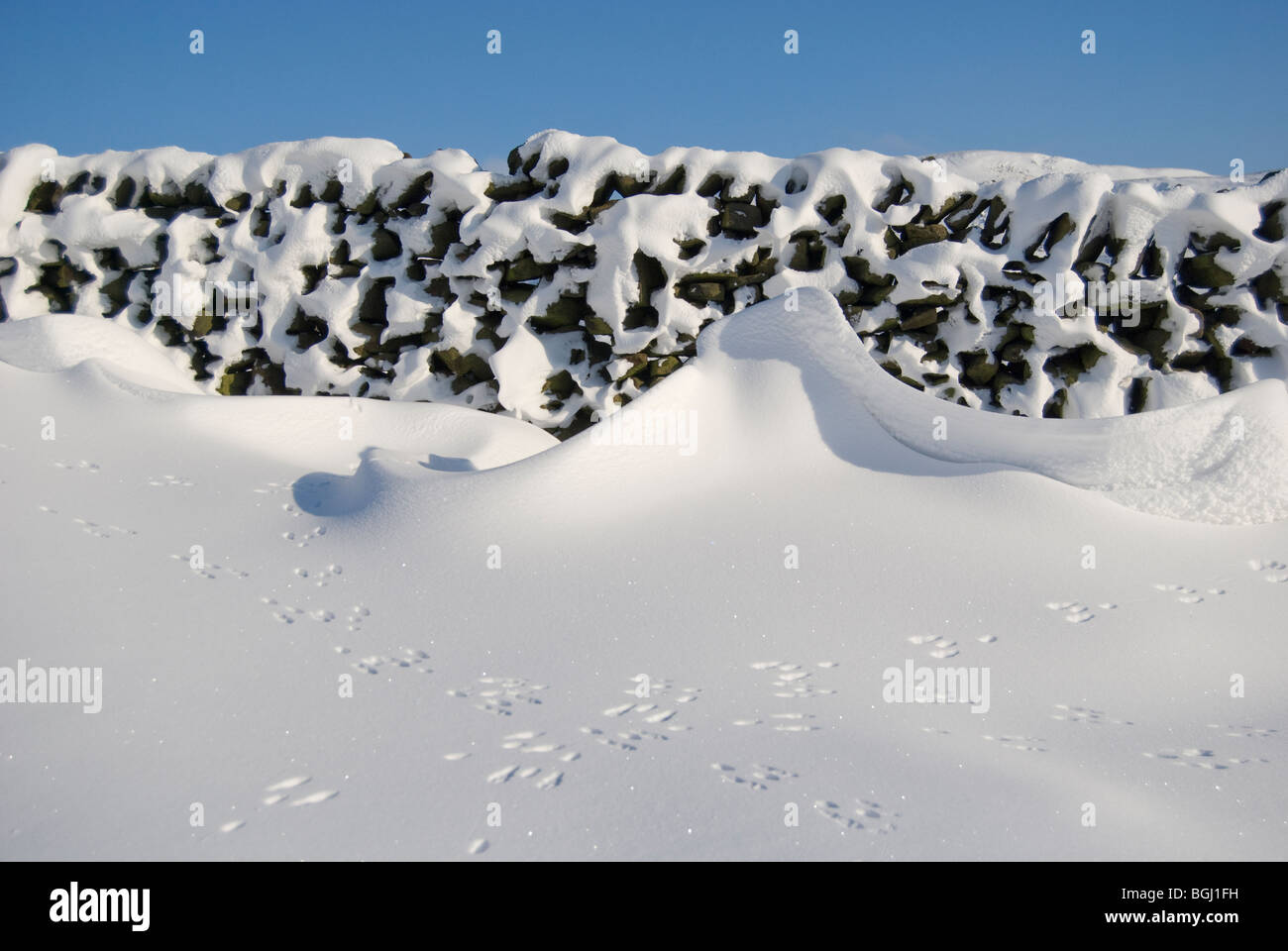 Mountain hare tracks in the snow, Peak District, Derbyshire Stock Photo ...