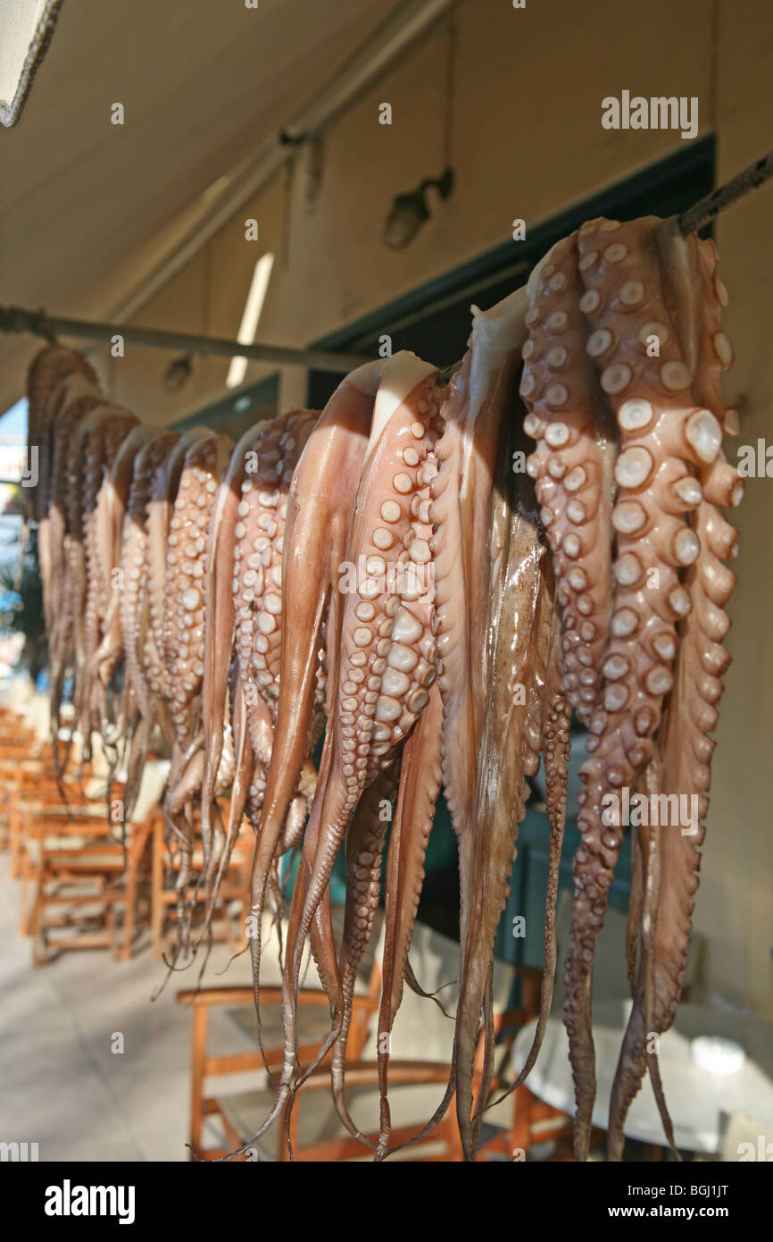 Octopus Octopi drying in the sun at Gytheio Githio Stock Photo - Alamy
