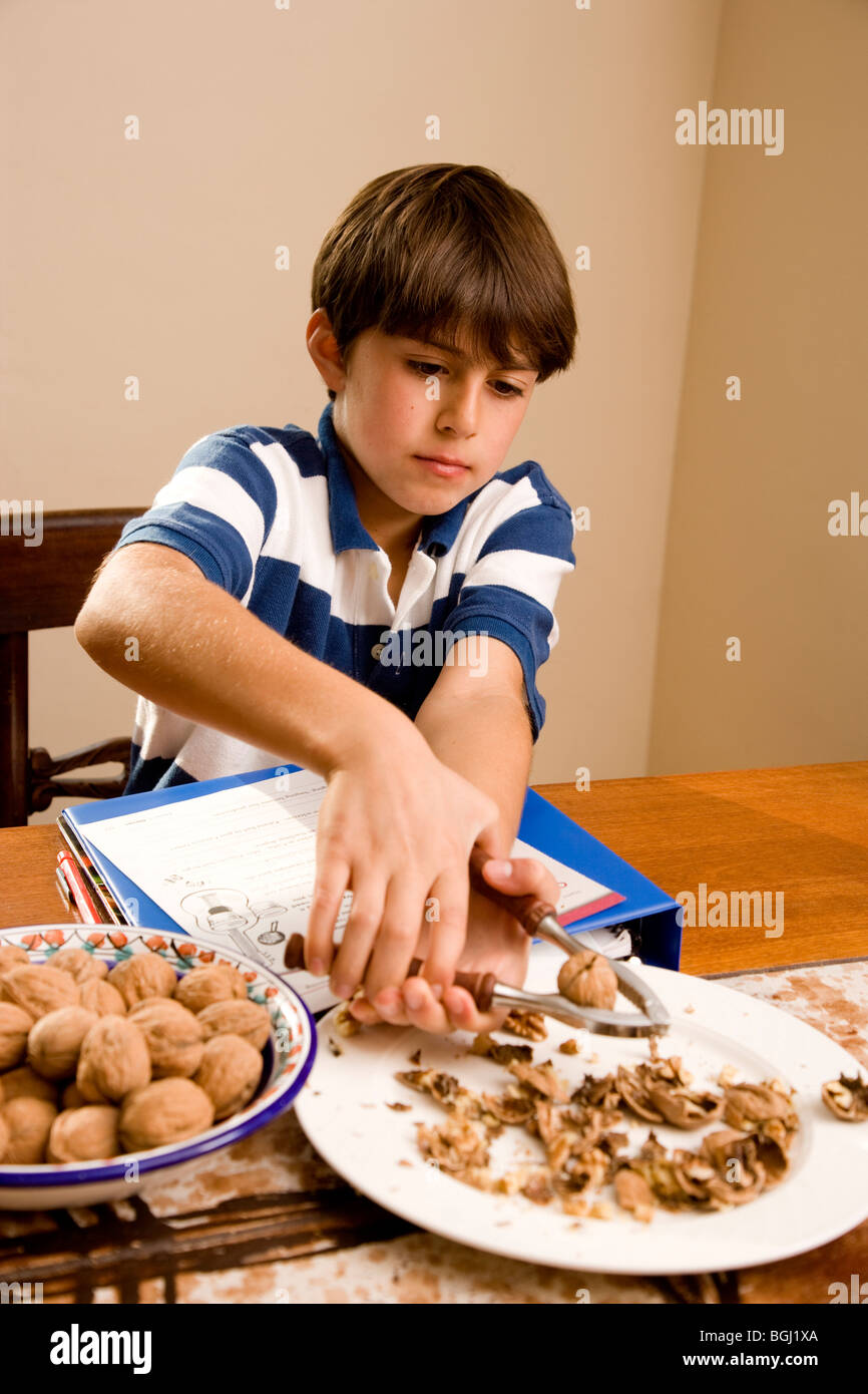 4th grade white boy cracking walnuts while doing his homework at the ...