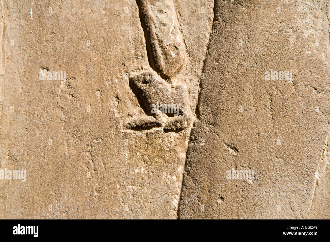 Relief of frog at the end of a reed staff at the Temple of Haroeris and ...
