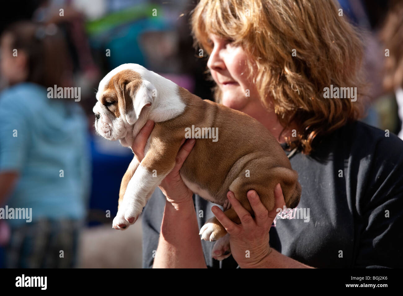 Owner showing off an English Bulldog puppy Stock Photo - Alamy