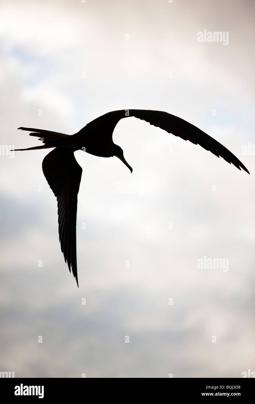Silhouette of frigate bird against sky Stock Photo - Alamy