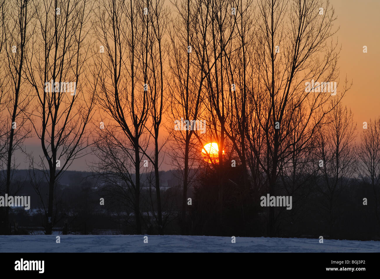 Sunset through trees in winter, Warwick, Warwickshire, England, UK ...