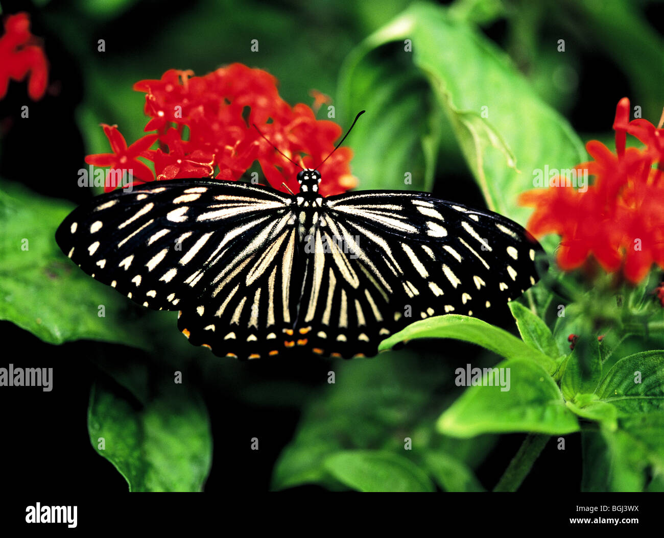 The common mime hi-res stock photography and images - Alamy