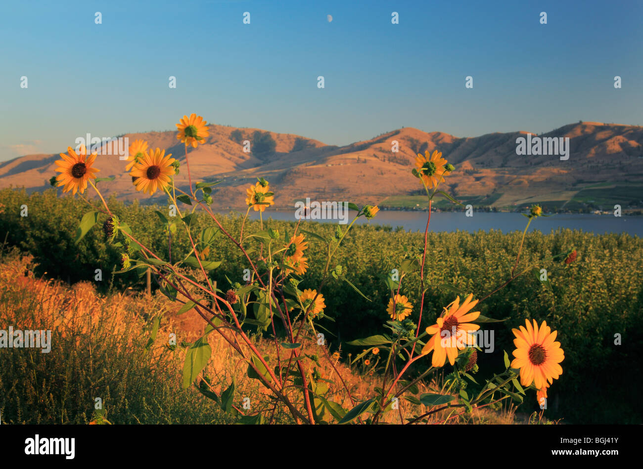 Lake chelan hi-res stock photography and images - Alamy
