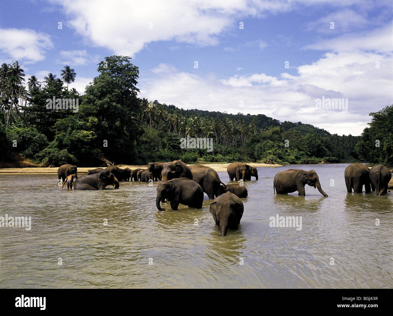 Elephants bathing Kandy Sri Lanka Stock Photo - Alamy