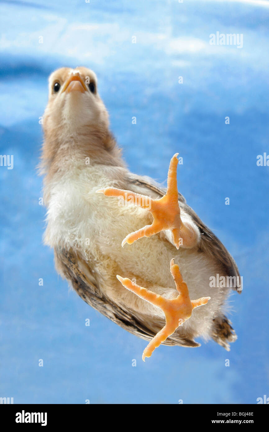 Bottom leg hi-res stock photography and images - Alamy