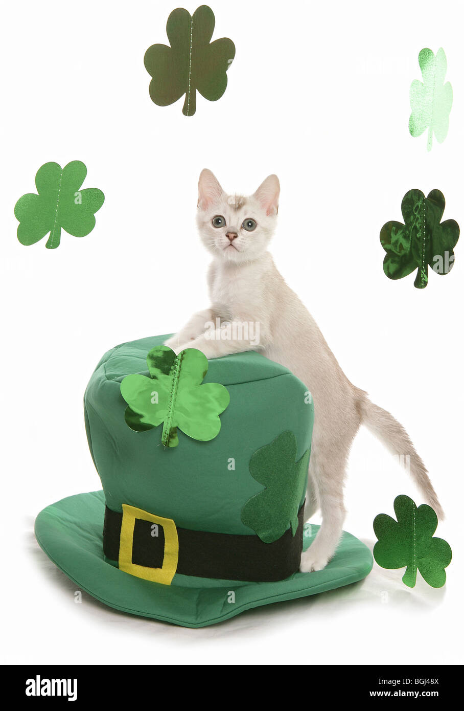 Burmilla Cat, Kitten with green Irish hat and shamrocks. Studio picture ...