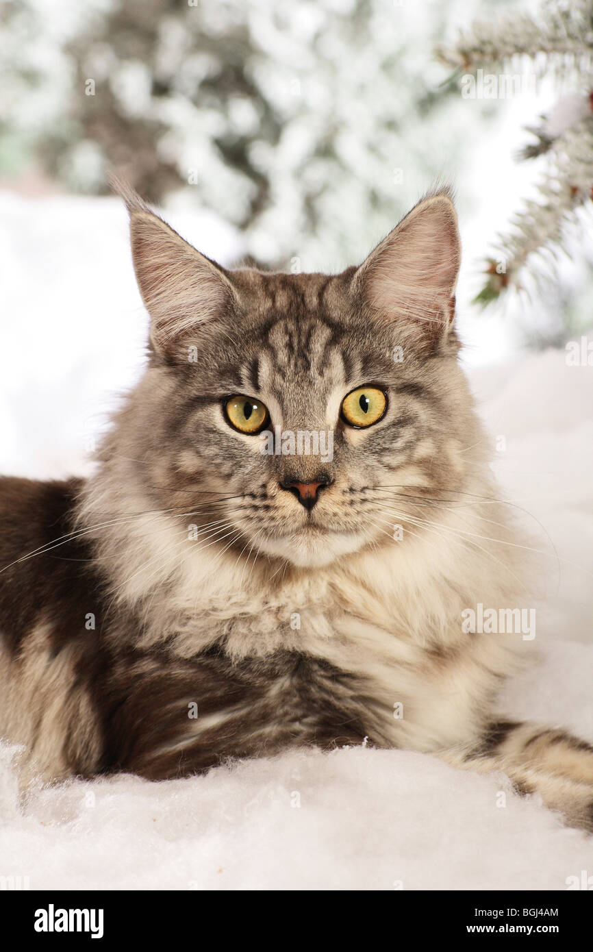 Maine Coon cat - lying in the snow - portrait Stock Photo - Alamy