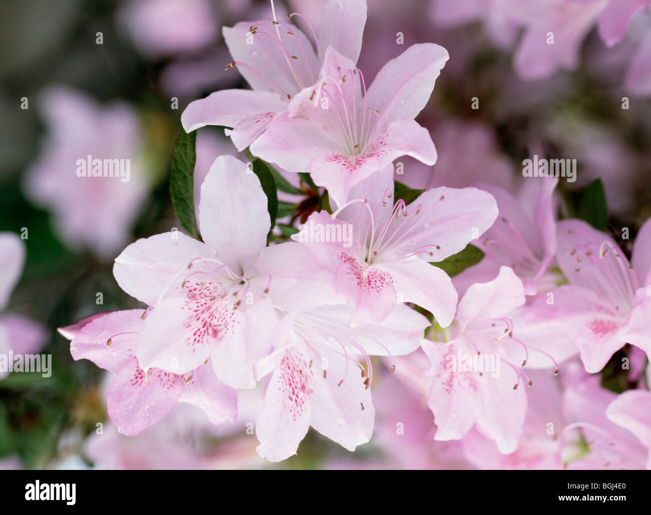 Growing azaleas hi-res stock photography and images - Alamy