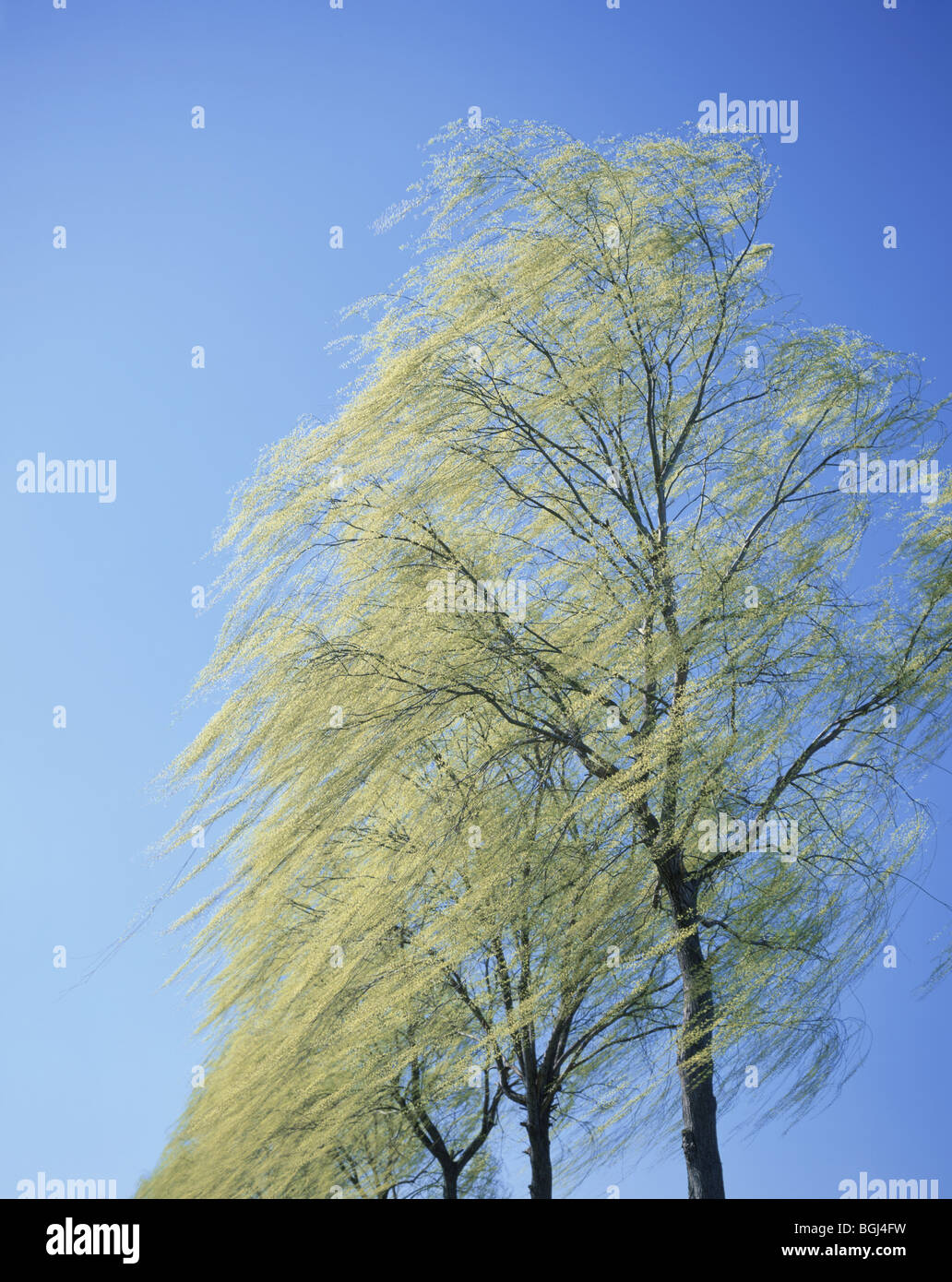 Japan willow hi-res stock photography and images - Alamy