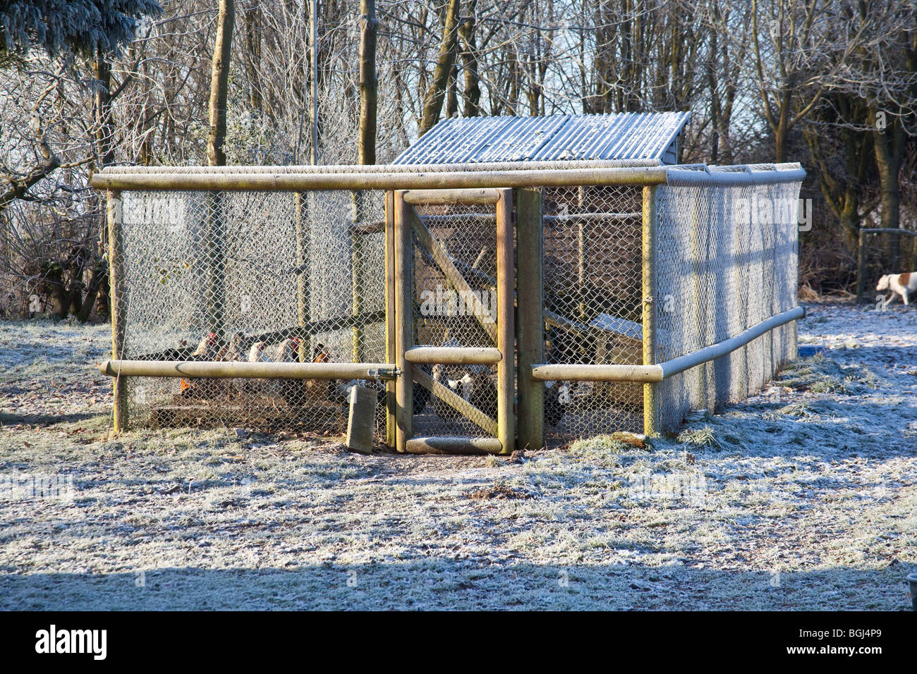 Chicken hutch or run covered in a hoar frost, Hampshire, England Stock ...