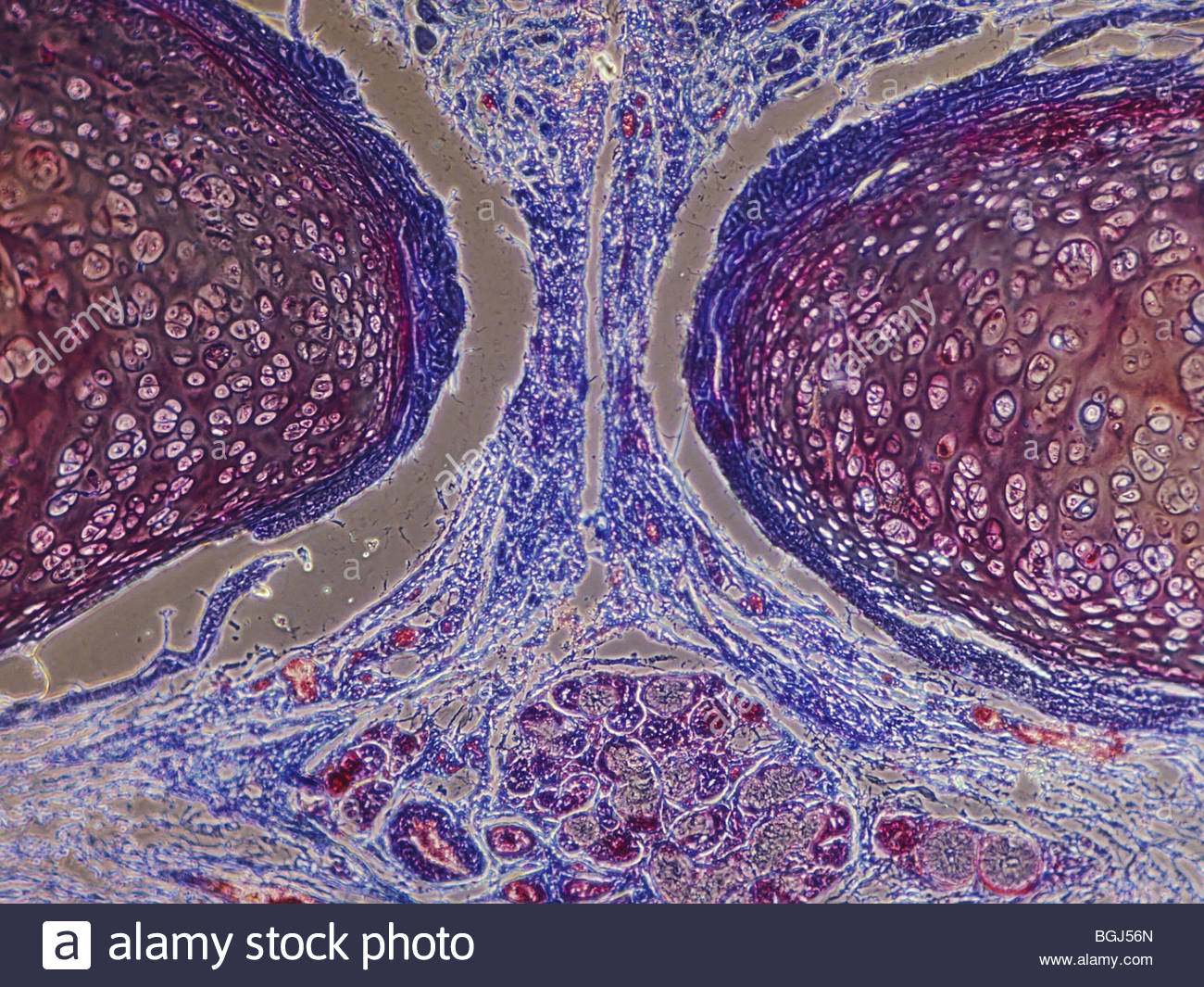 Anatomy Histology Cytology Stock Photos & Anatomy Histology Cytology ...