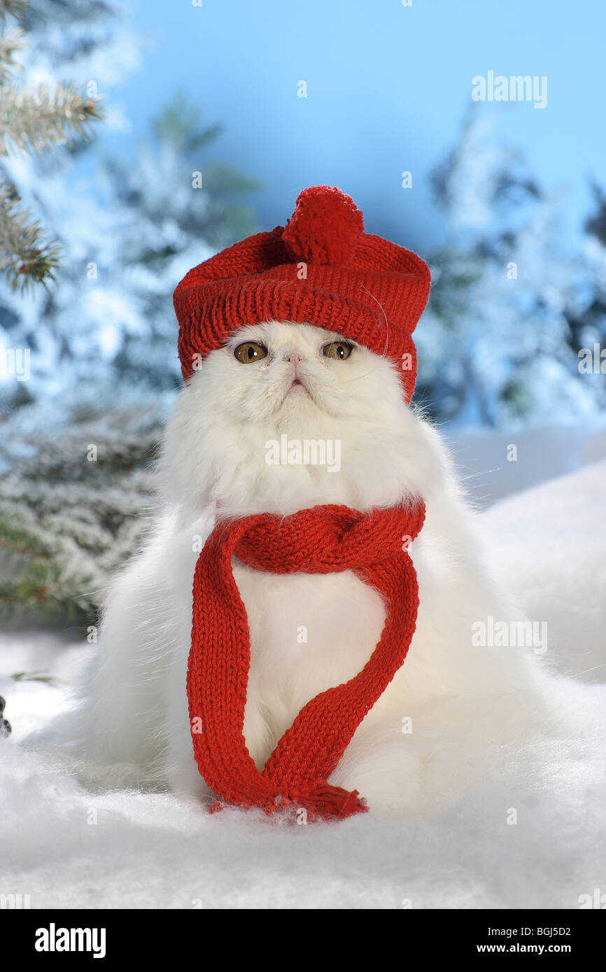 Persian cat with scarf and capsitting in snow Stock Photo - Alamy