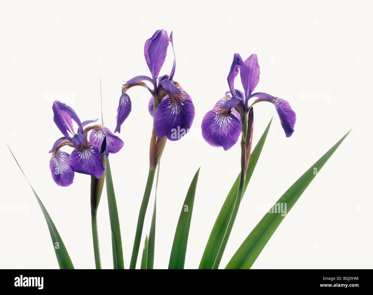 Purple irises hi-res stock photography and images - Alamy