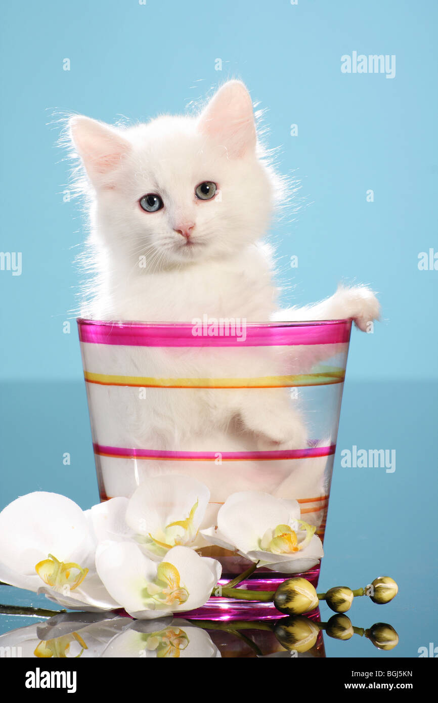 Siberian Cat - kitten in a glass Stock Photo - Alamy