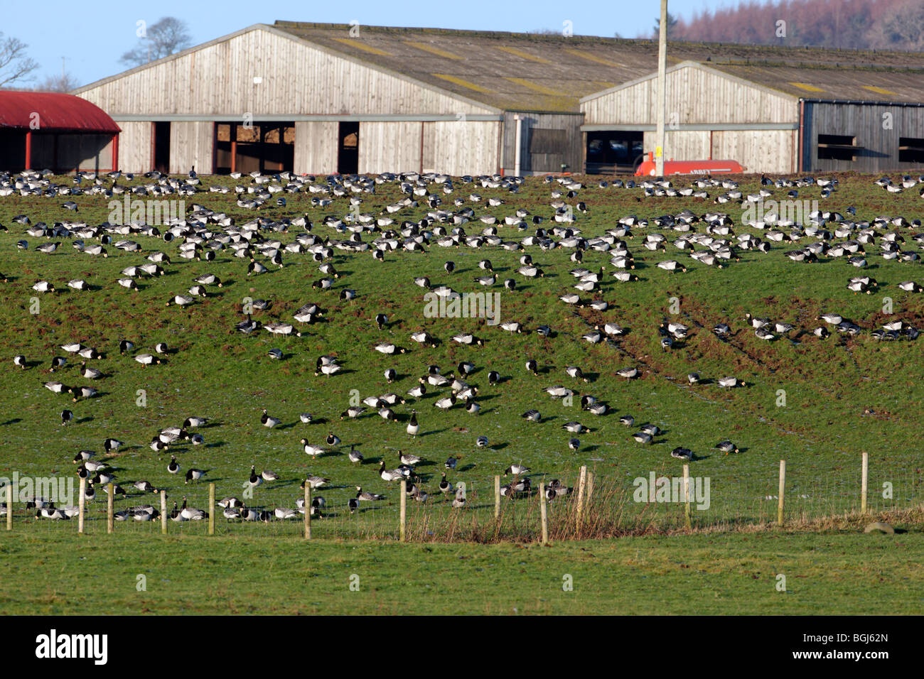 Barnacle goose, Branta leucopsis, A large flock in field with barn ...