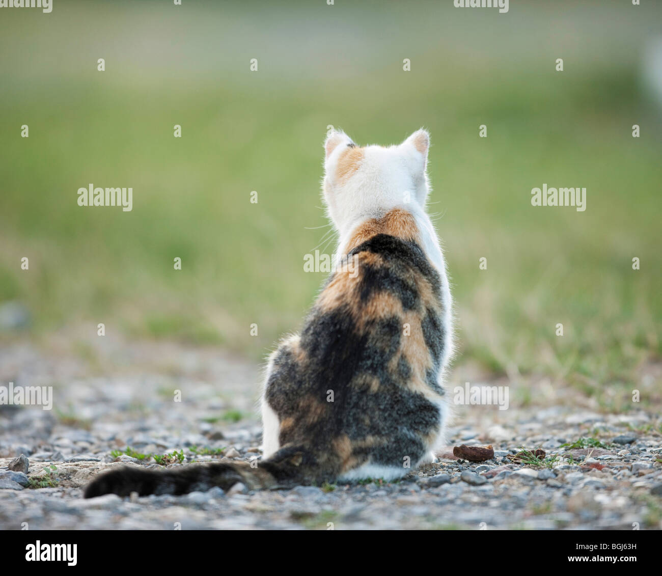 domestic cat - sitting Stock Photo - Alamy