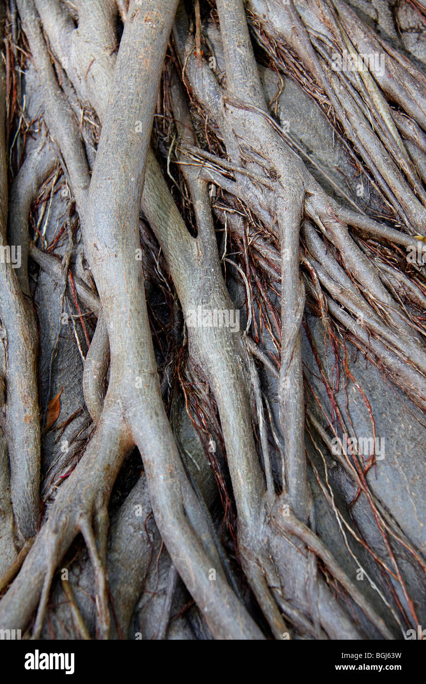 Intertwined branches on a tree in Africa Stock Photo - Alamy