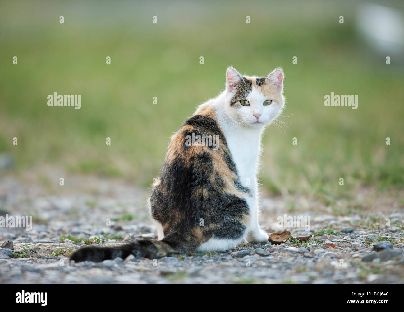domestic cat - sitting Stock Photo - Alamy
