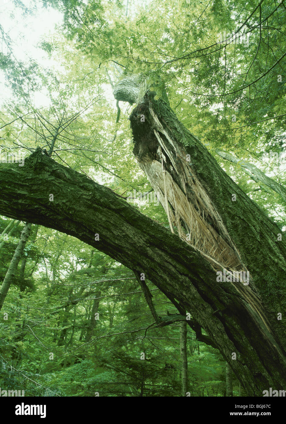 Split tree trunk hi-res stock photography and images - Alamy