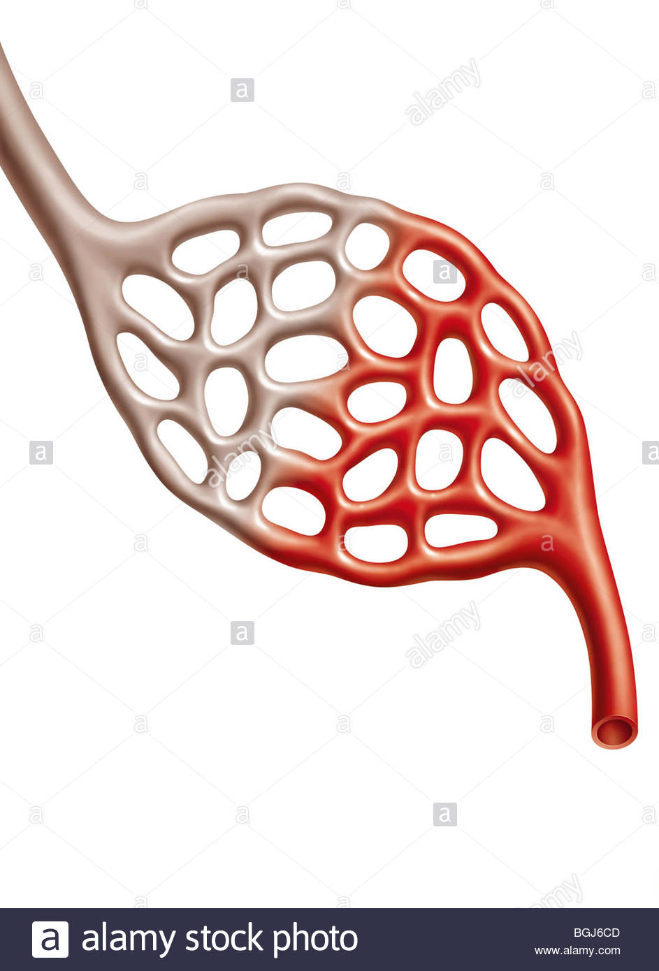 Anatomy Histology Cytology Stock Photos & Anatomy Histology Cytology ...