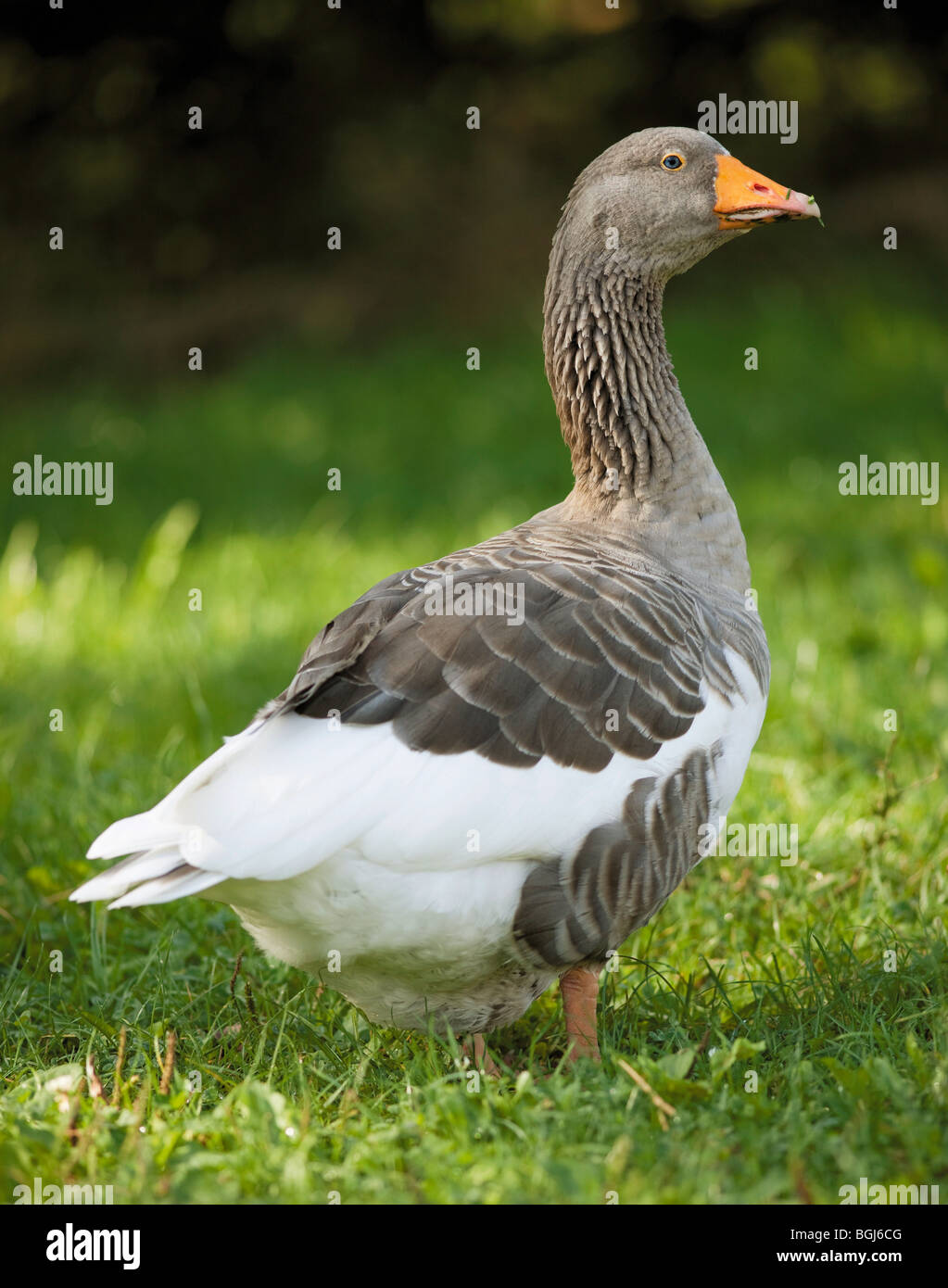 Pomeranian Goose on meadow Stock Photo - Alamy
