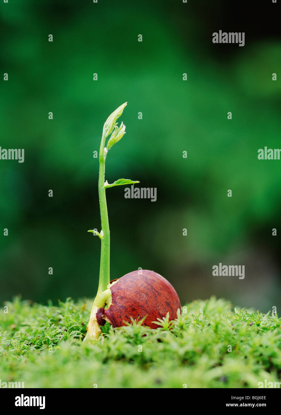 Fuji apple sprout Stock Photo - Alamy