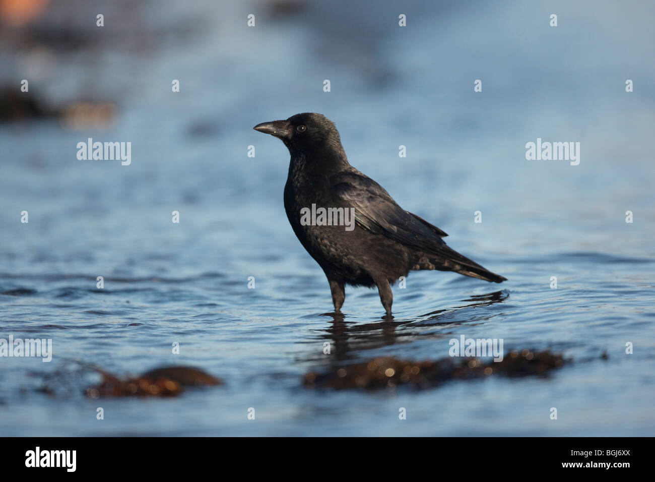 Carrion bird hi-res stock photography and images - Alamy