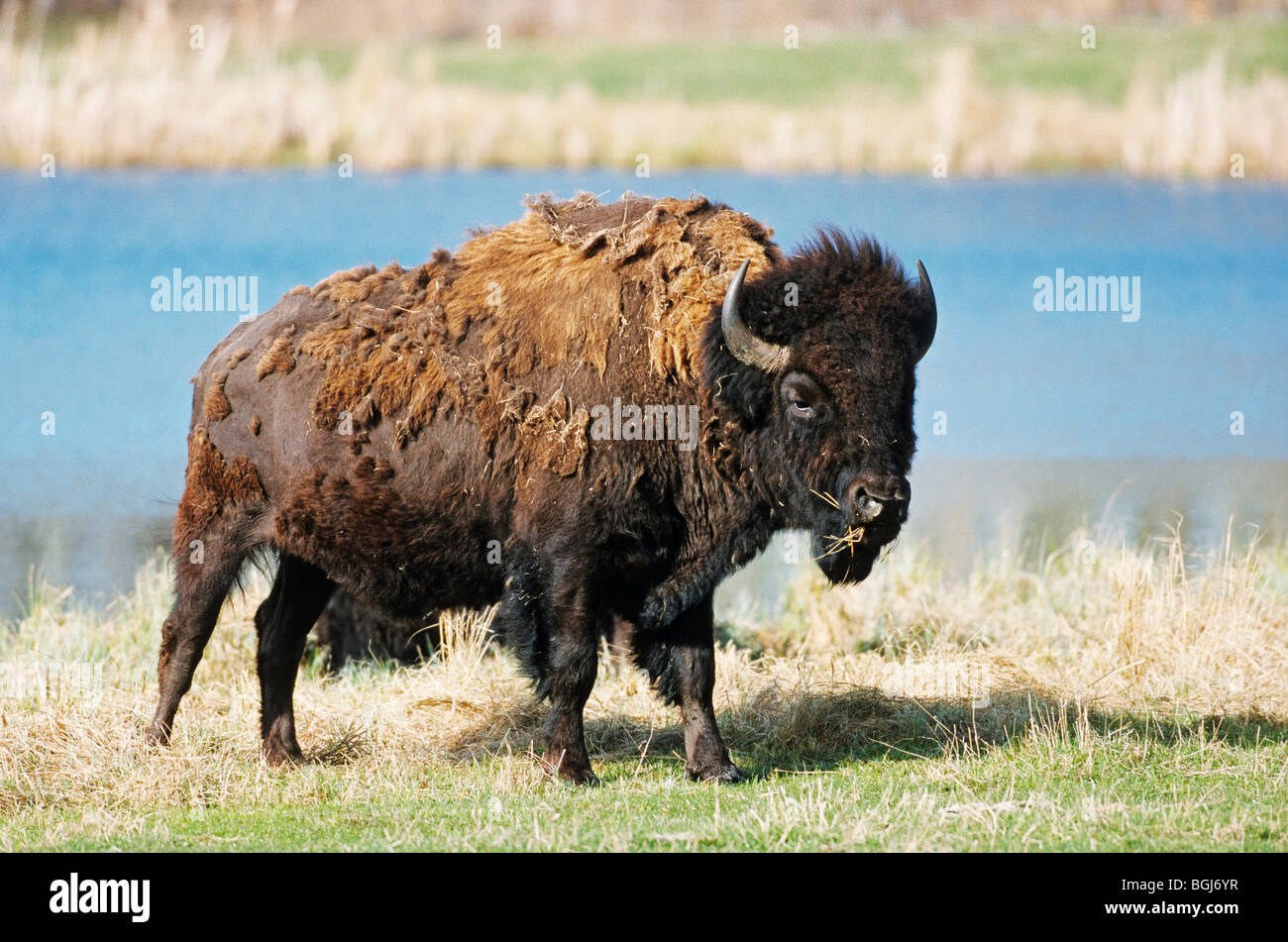 wood bison (male) - standing / Bison bison athabascae Stock Photo - Alamy